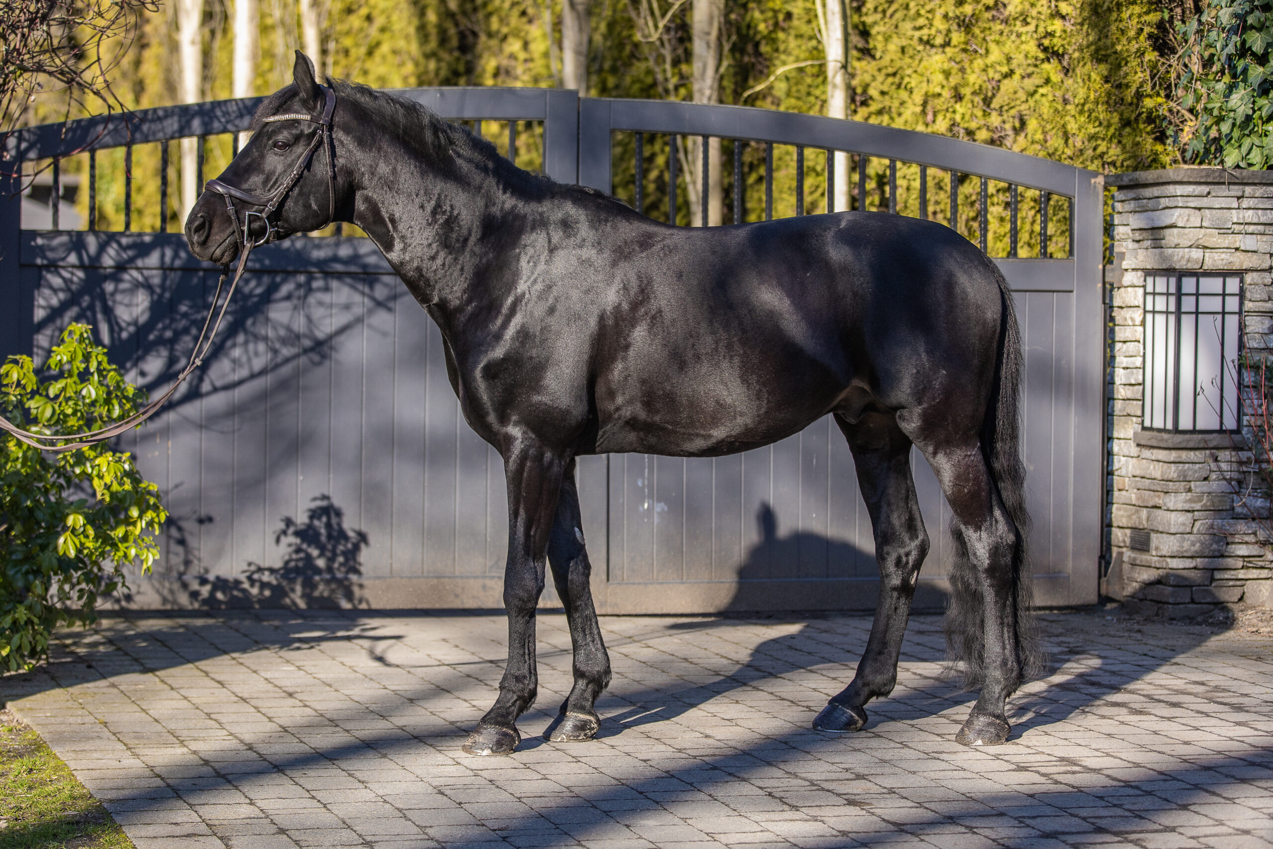 Stallion | Donalli | Pinecrest Stables